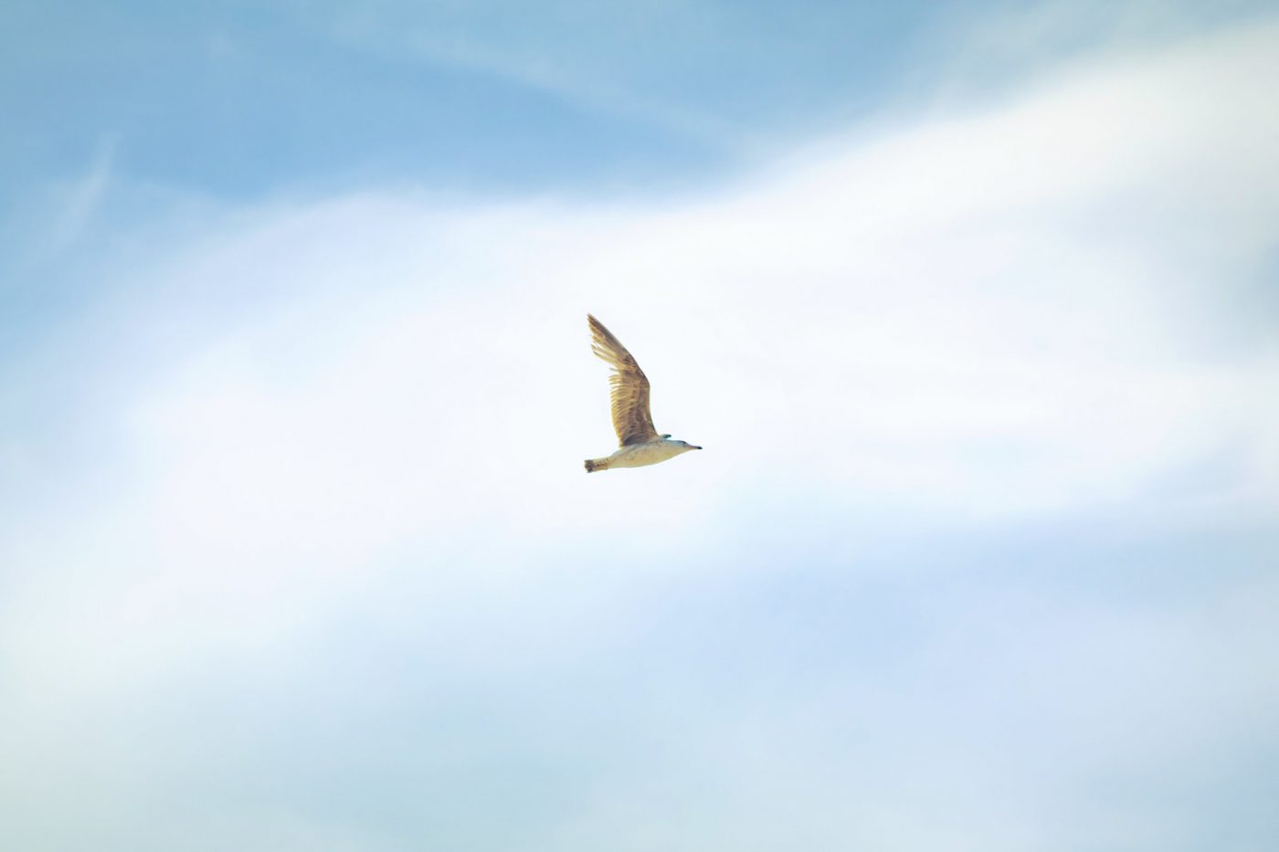 Aves de Paso - ViceVersa Magazine