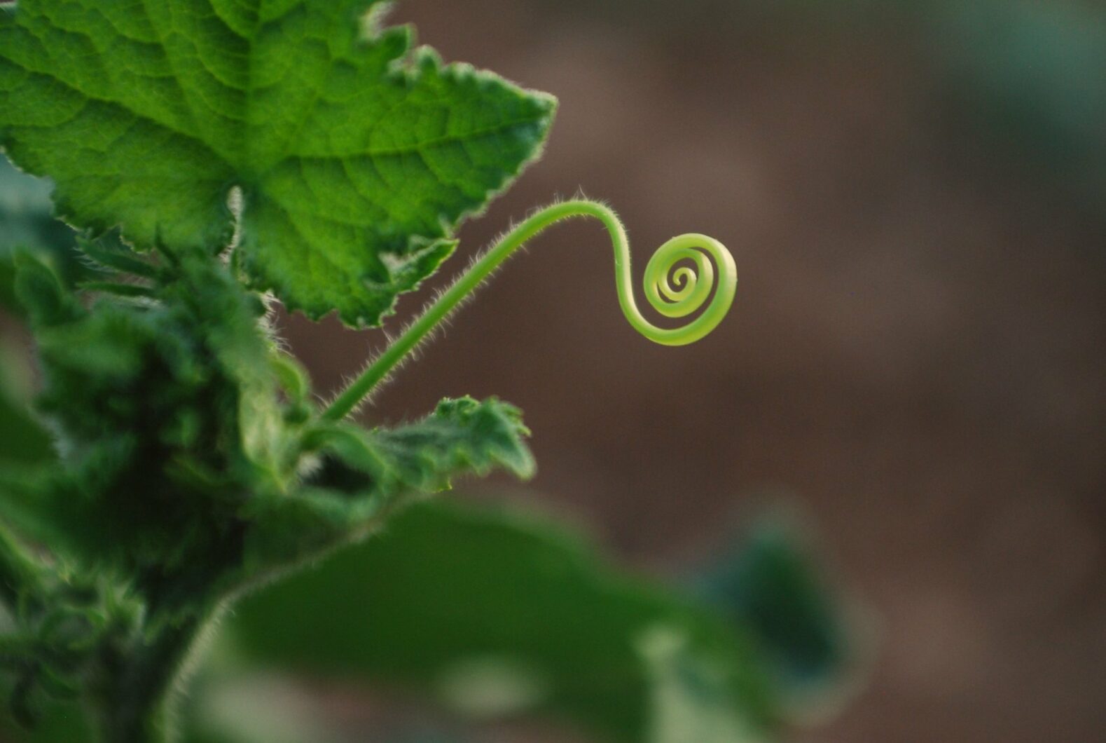 El patio de Filemón - ViceVersa Magazine